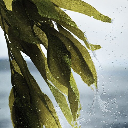 World of La Mer | Skincare & Makeup | La Mer Official Site